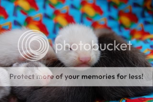 FBF's half angora ferret kit pics at 4.5 weeks | Reptile Forums