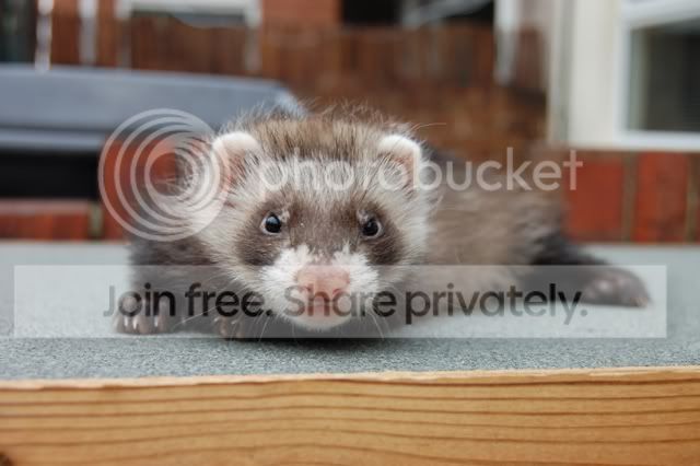 3/4 Angora ferret kits for sale. | Reptile Forums