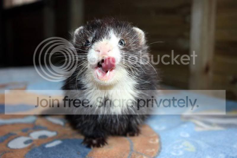 Some of the angora ferrets and kits :D | Reptile Forums