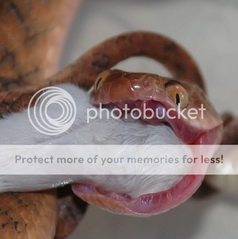 Teen bitten by brown (tree)? snake | Aussie Pythons & Snakes Forum