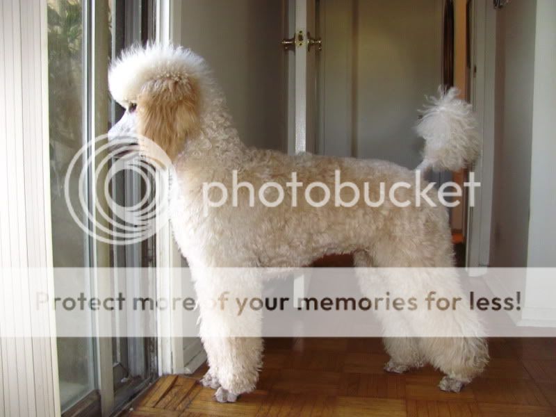 Sporting Clip | Poodle Forum