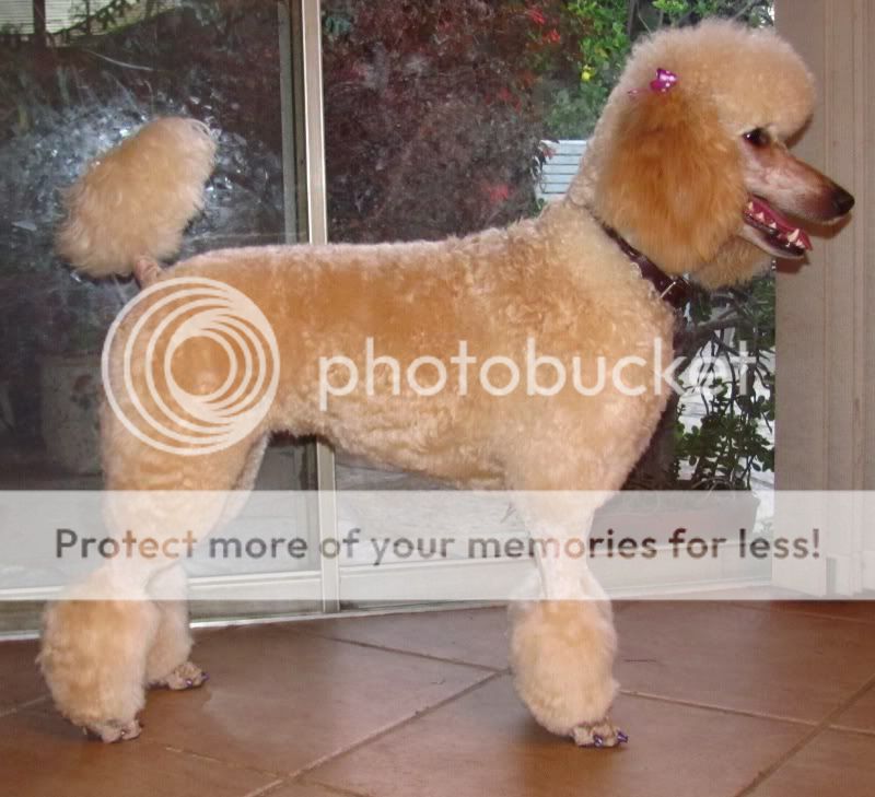 Fixing bad groom (or 'my poodle looks stupid') | Poodle Forum