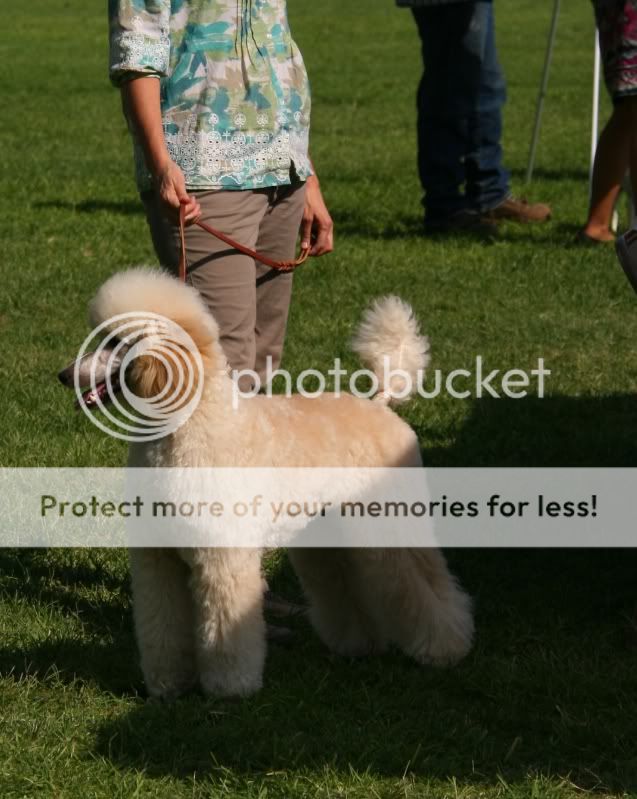 Sporting Clip | Poodle Forum