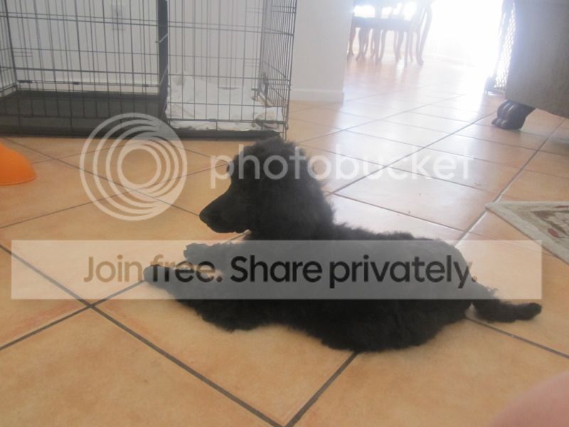 momofthree introduces Zoe! | Poodle Forum