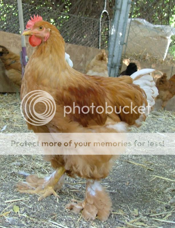 My turn to be suspicious- male/female cochin? (drumroll.... BOY ...