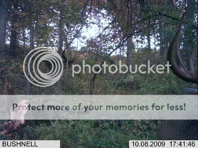 Droptine 10pt, thoughts. | Archery Talk Forum