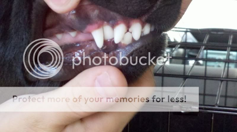 Base narrow canine tooth & Possible localized demodex? | German ...