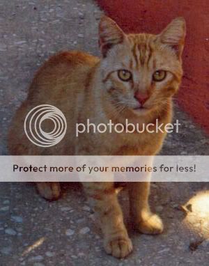 Maltese stray cat by Nokikissa on DeviantArt