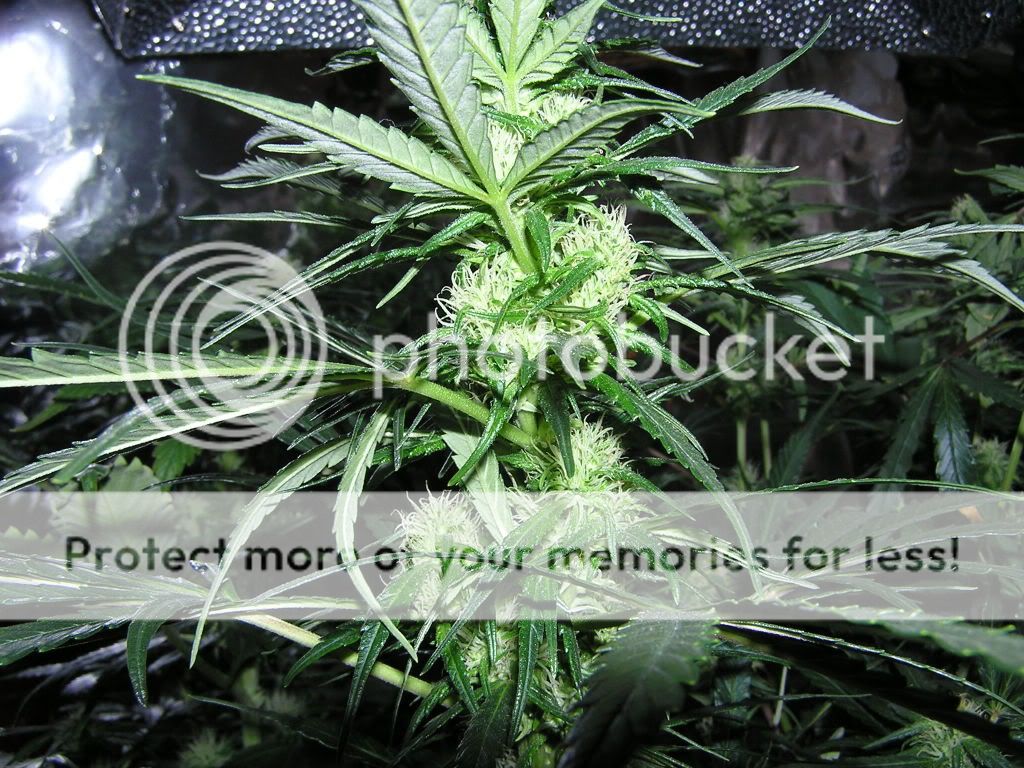 New here, pics of 4 weeks flowering, what do you all think? | Grasscity ...