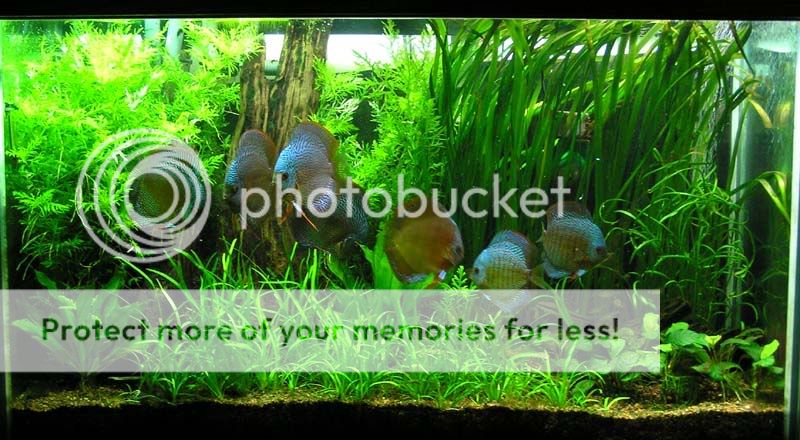 Lets see you Discus Show-Tanks - SimplyDiscus