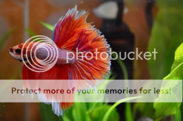 How long does it take for fin to regrow? | Betta Fish Forum