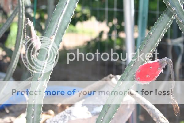 Datura wrightii...hawk moth...Peniocereus greggii - CactiGuide.com