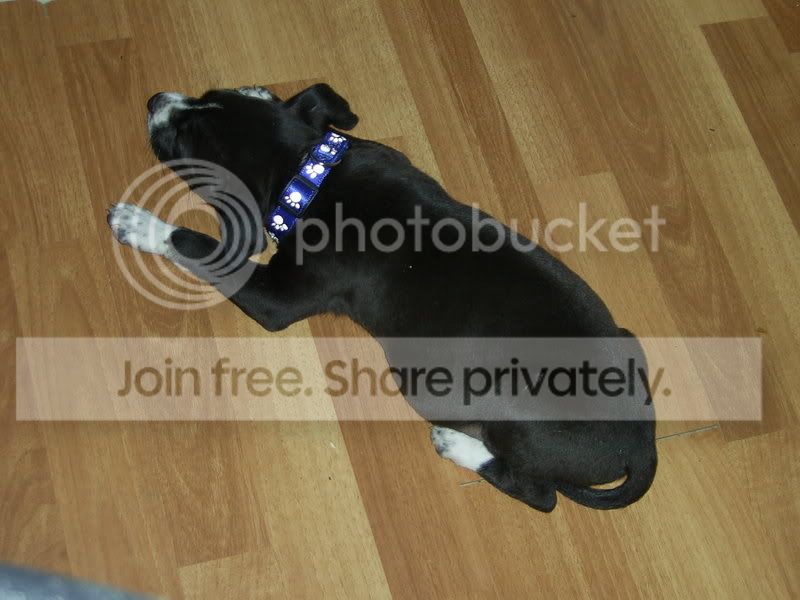 New pictures of Bo! | Puppy Forum and Dog Forums