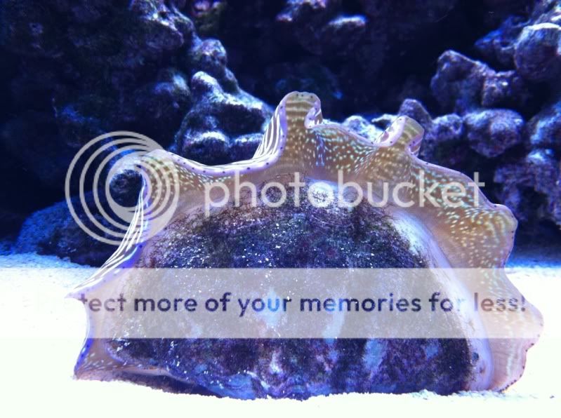 how do clams move - Reef Central Online Community