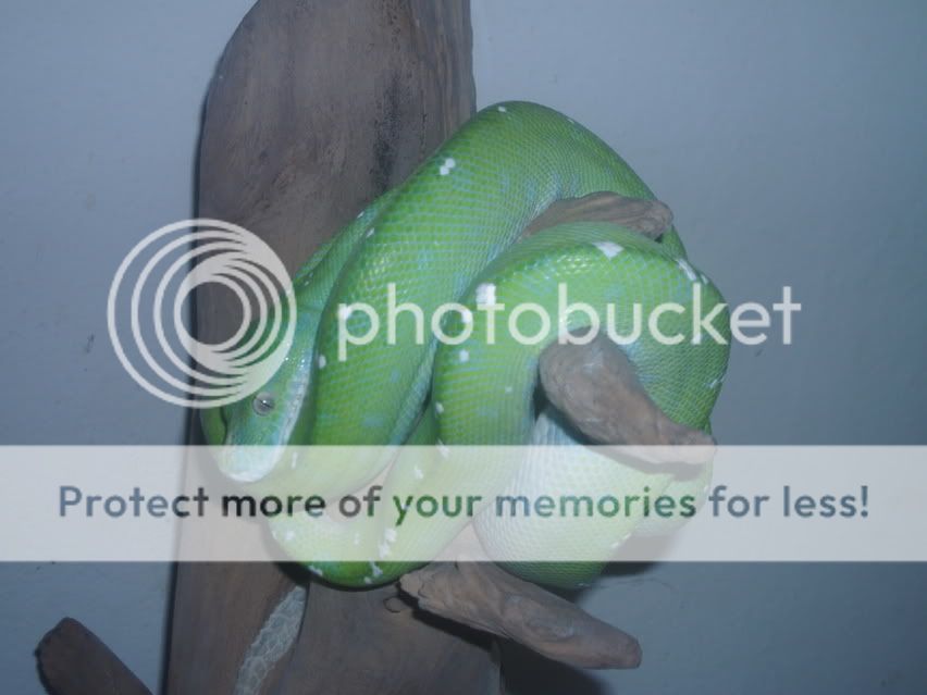 One of my Green Tree Python Breeders ( Ivy) | Reptile Forums