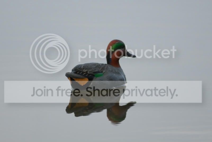 A few pics from this season! So Far! | Duck Hunting Forum