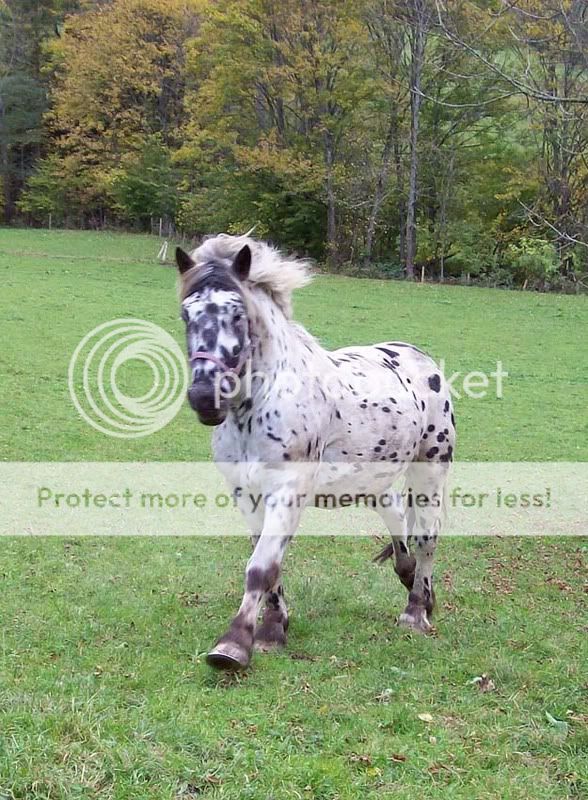 Tinker, Shire und Kaltblüter - page 5 - Foto-Boxen - Pferdeforum