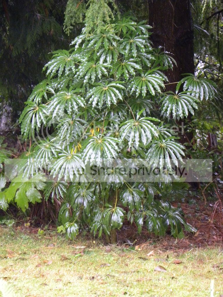 Hardy Schefflera in Washington state. - TROPICAL LOOKING PLANTS - Other ...