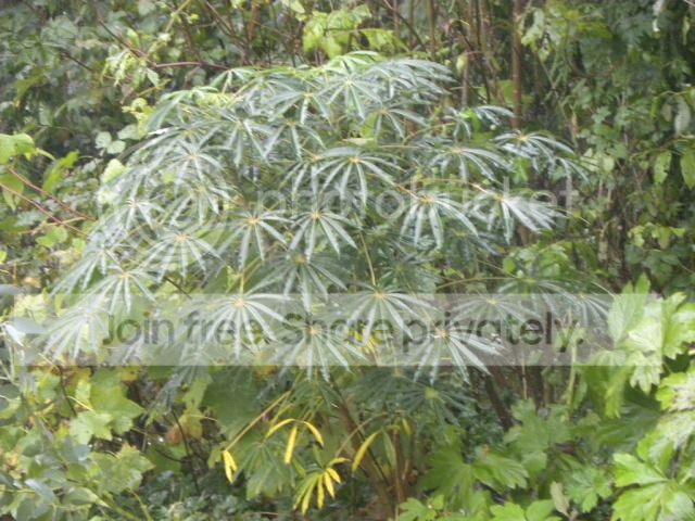 Hardy Schefflera in Washington state. - TROPICAL LOOKING PLANTS - Other ...